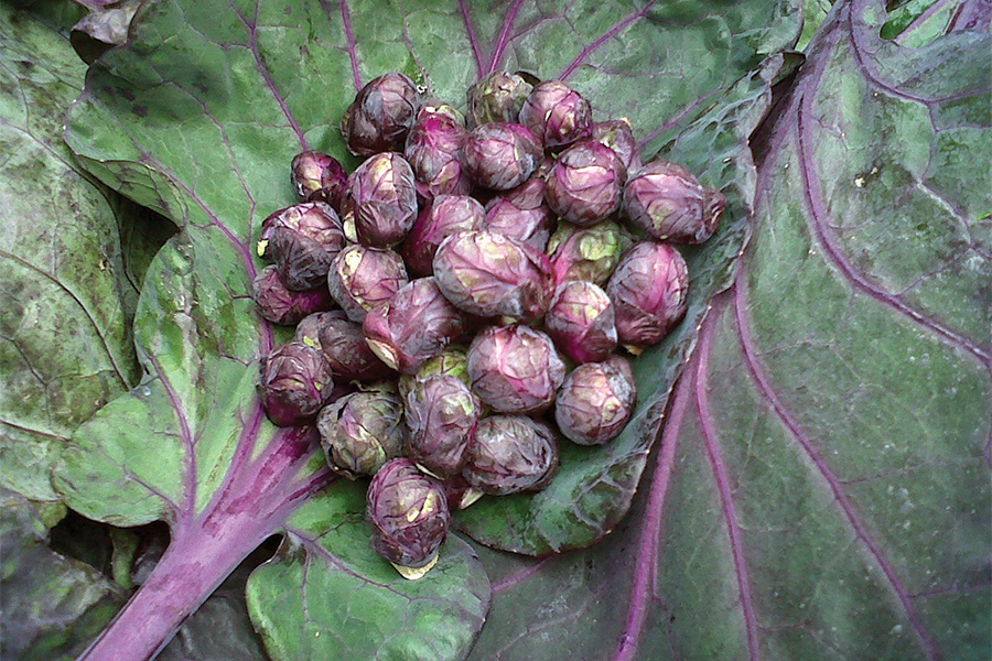 Red Ball | Brussels Sprouts | Products | Vegetables | Rupp Seeds