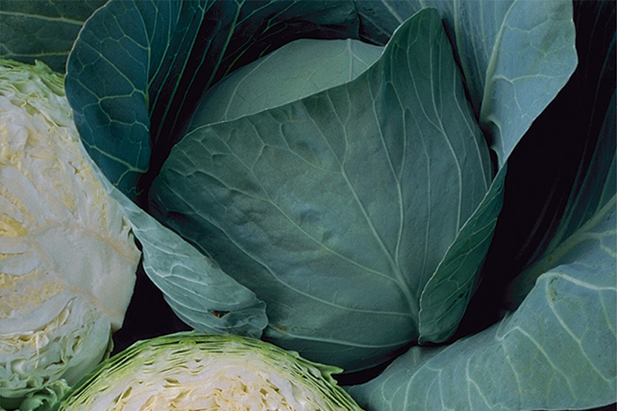 Blue Dynasty | Hybrid | Cabbage | Products | Vegetables | Rupp Seeds