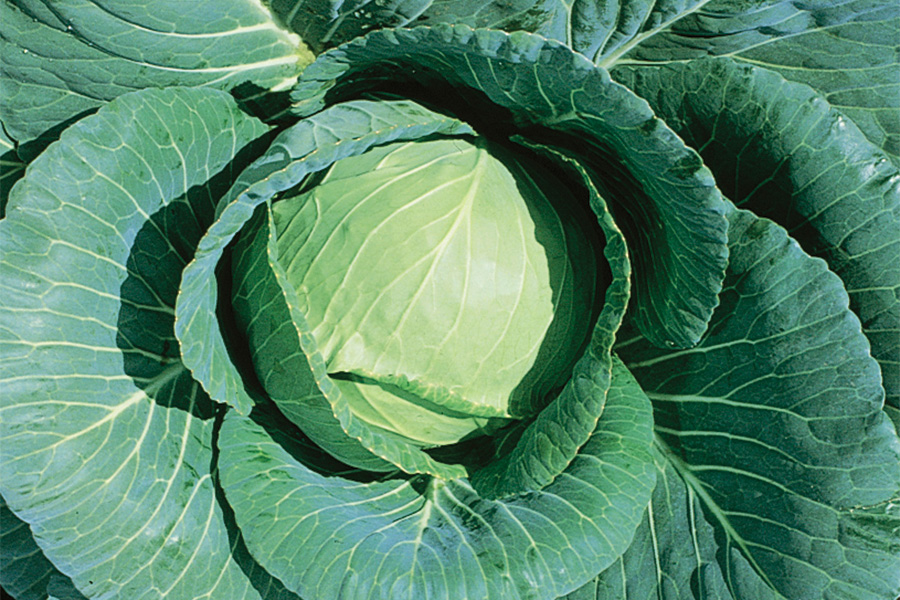 Blue Vantage | Hybrid | Cabbage | Products | Vegetables | Rupp Seeds