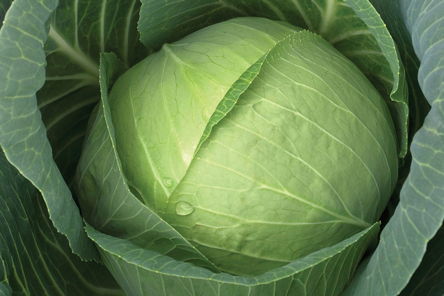Charmant | Hybrid | Cabbage | Products | Vegetables | Rupp Seeds