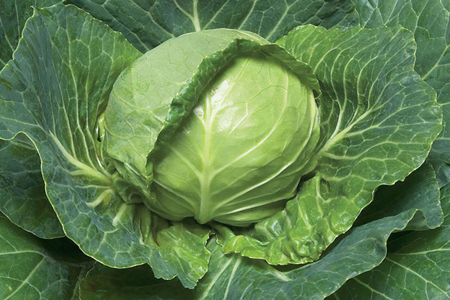 Golden Cross Improved | Specialty Hybrid | Cabbage | Products ...