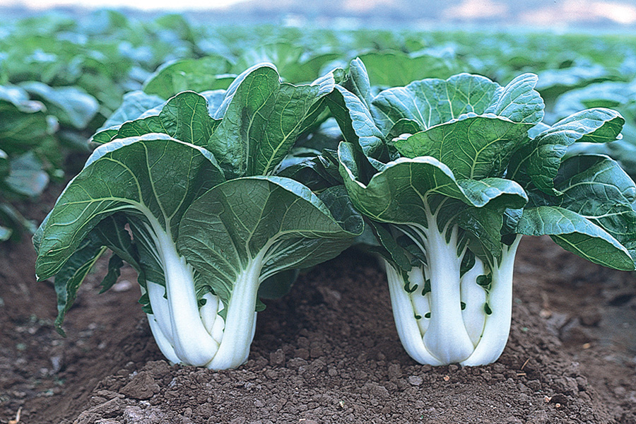Joi Choi | Chinese Pak-Choi | Cabbage | Products | Vegetables | Rupp Seeds