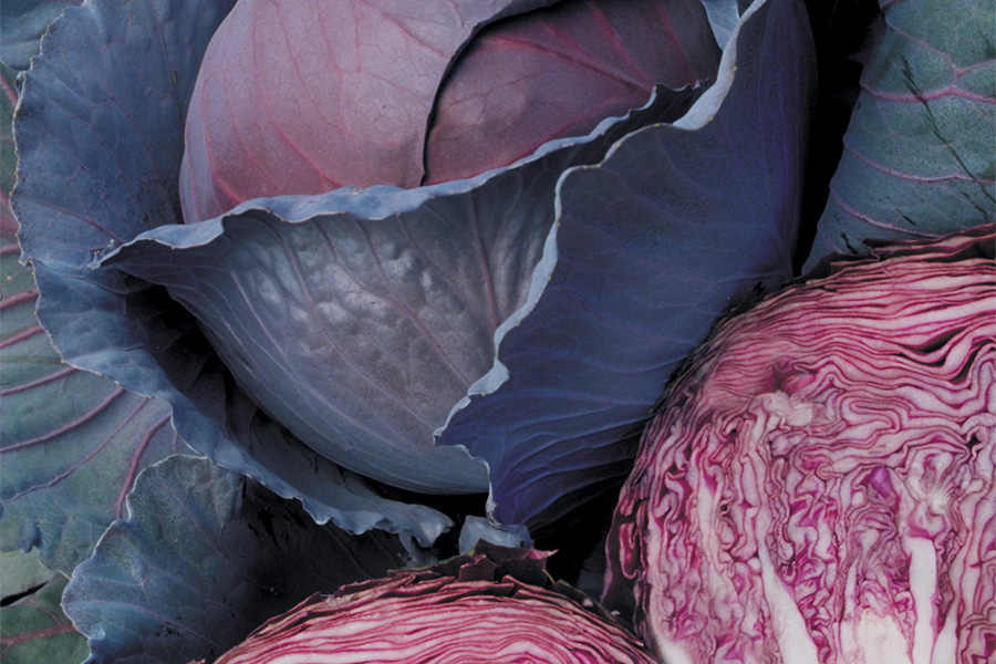 Red Dynasty | Specialty Hybrid | Cabbage | Products | Vegetables | Rupp ...