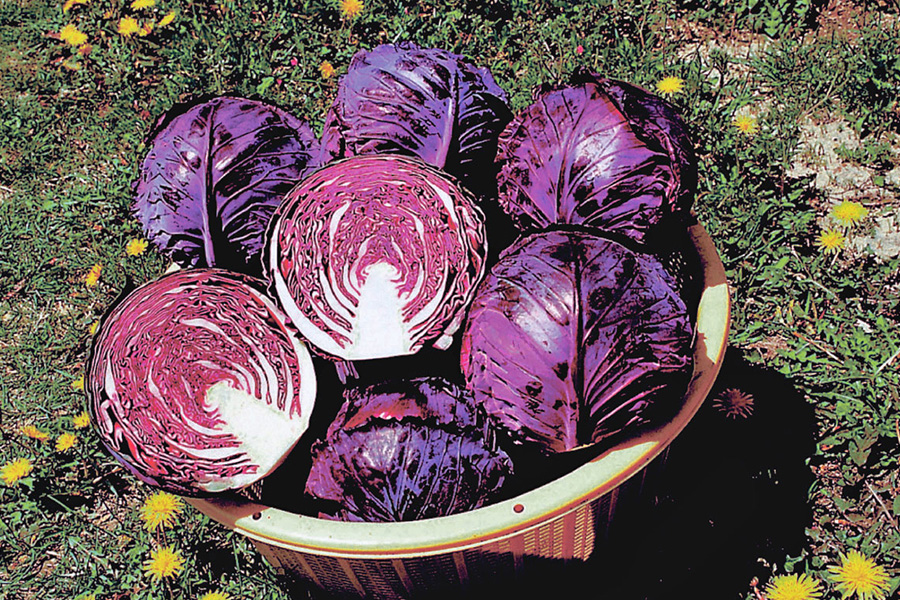 Ruby Perfection | Specialty Hybrid | Cabbage | Products | Vegetables ...