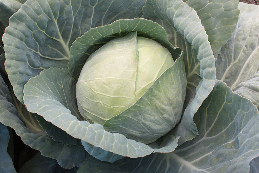 Xtreme Vantage | Hybrid | Cabbage | Products | Vegetables | Rupp Seeds