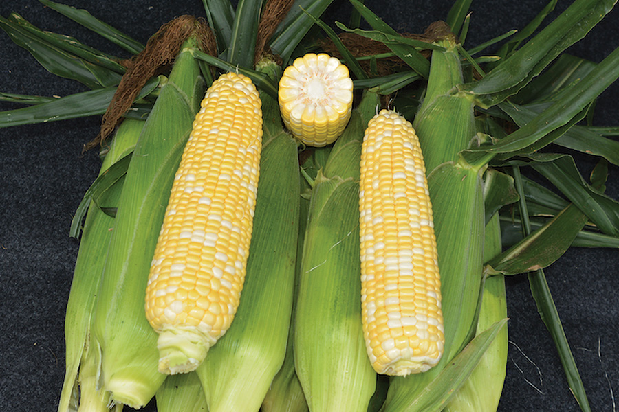 Anthem XR II | Performance Series | Sweet Corn | Corn | Products ...