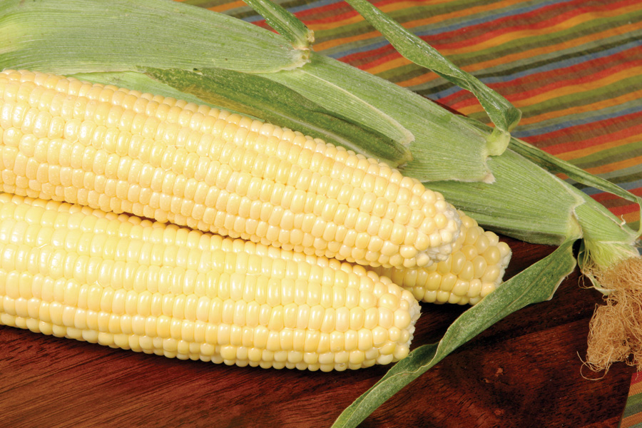 Bodacious RM | Yellow | Sweet Corn | Corn | Products | Vegetables ...