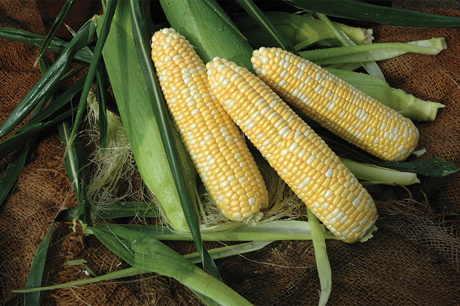 Hero XR | Bi-Color | Sweet Corn | Corn | Products | Vegetables | Rupp Seeds