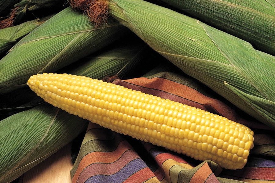 Honey Select | Yellow | Sweet Corn | Corn | Products | Vegetables ...