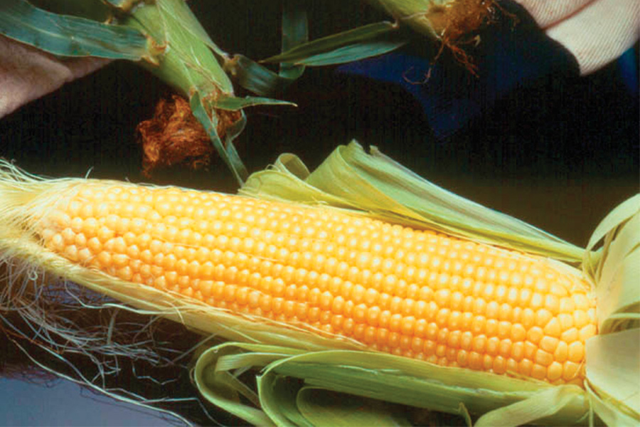 Incredible RM | Yellow | Sweet Corn | Corn | Products | Vegetables ...