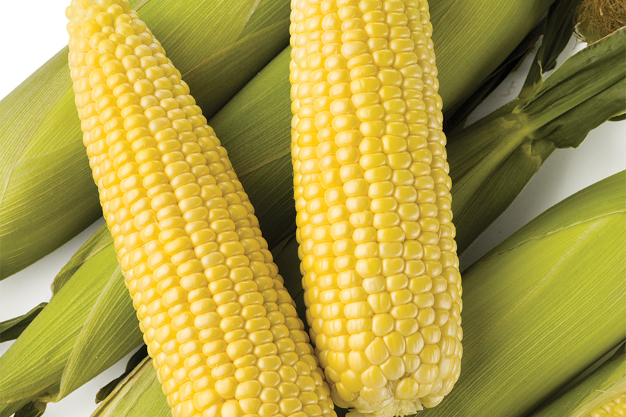 Passion II | Performance Series | Sweet Corn | Corn | Products ...