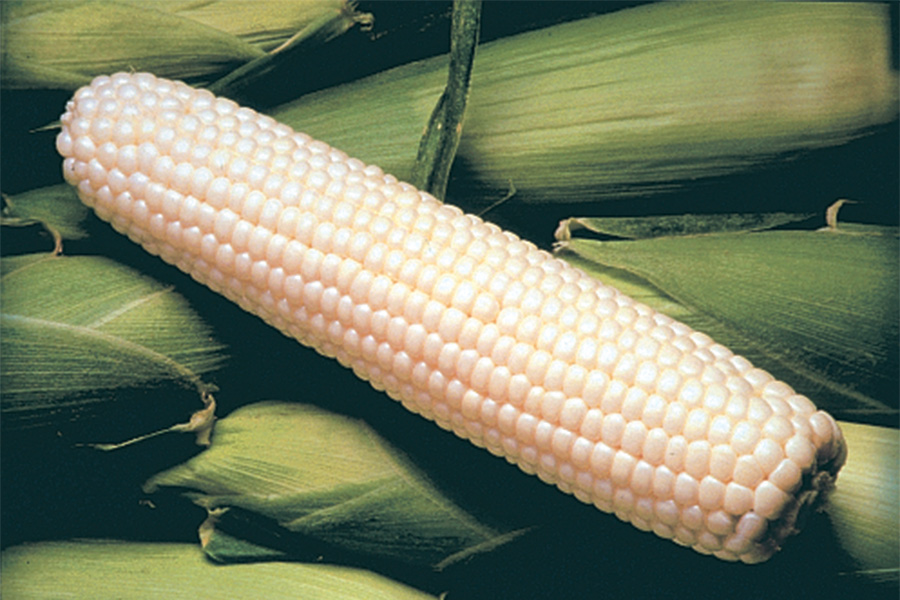 Silver King | White | Sweet Corn | Corn | Products | Vegetables | Rupp ...