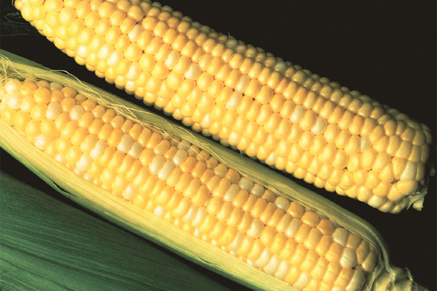 Temptation II | Performance Series | Sweet Corn | Corn | Products ...