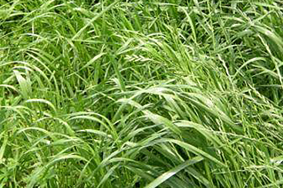 Gulf Annual Ryegrass | Cover Crops | Products | Vegetables | Rupp Seeds