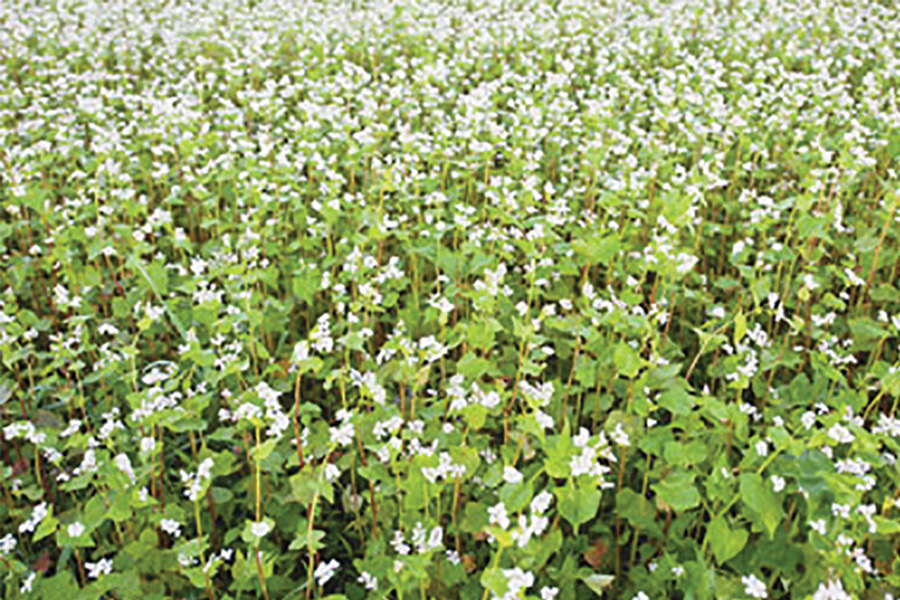 Buckwheat | Cover Crops | Products | Vegetables | Rupp Seeds