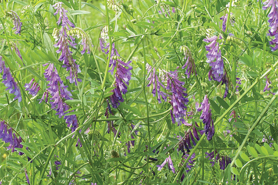 Hairy Vetch | Cover Crops | Products | Vegetables | Rupp Seeds