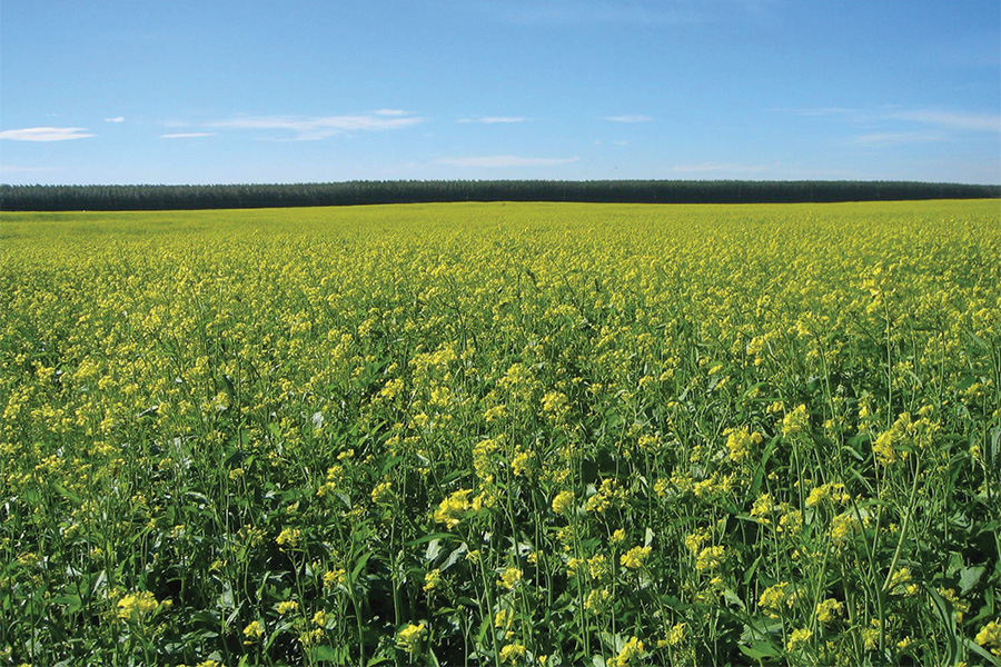 Caliente 119 Mustard | Cover Crops | Products | Vegetables | Rupp Seeds
