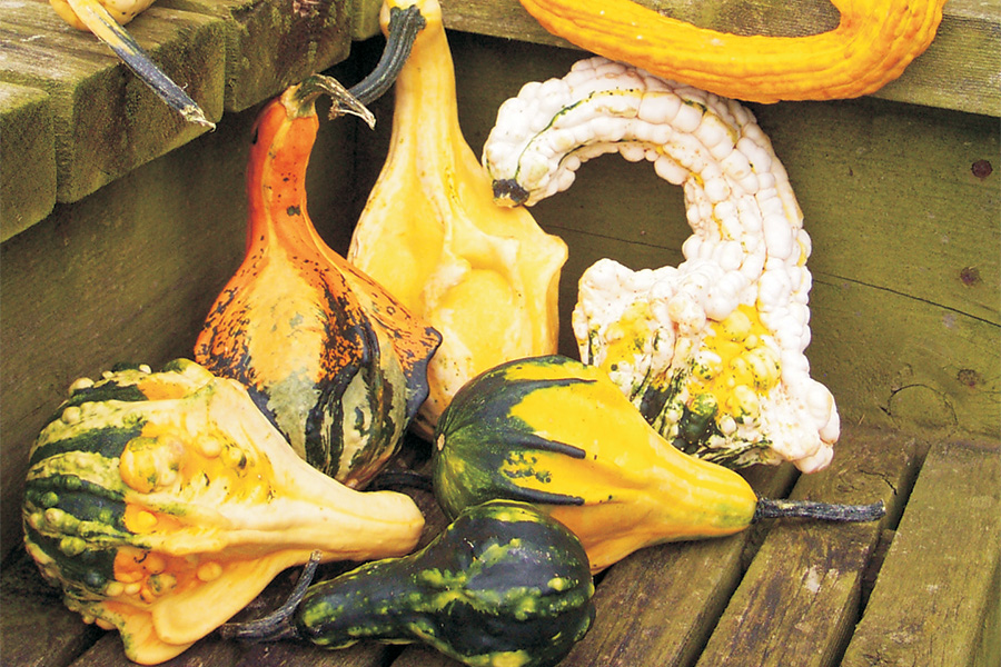 Autumn Wings Medium | Pepo | Gourds | Products | Vegetables | Rupp Seeds