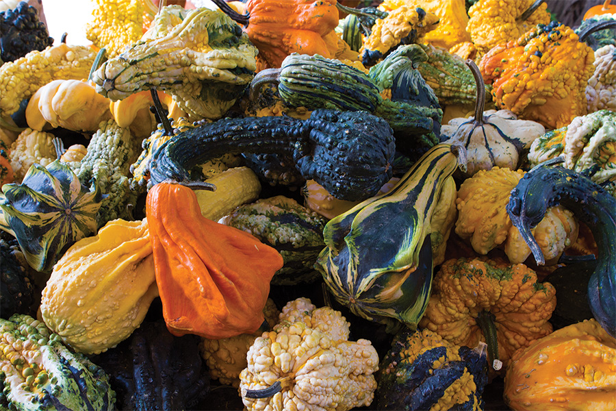 Autumn Wings Large Swan | Pepo | Gourds | Products | Vegetables | Rupp ...