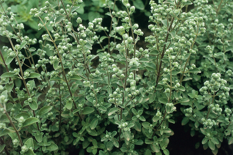 Marjoram (Sweet) | Marjoram | Herbs | Products | Vegetables | Rupp Seeds