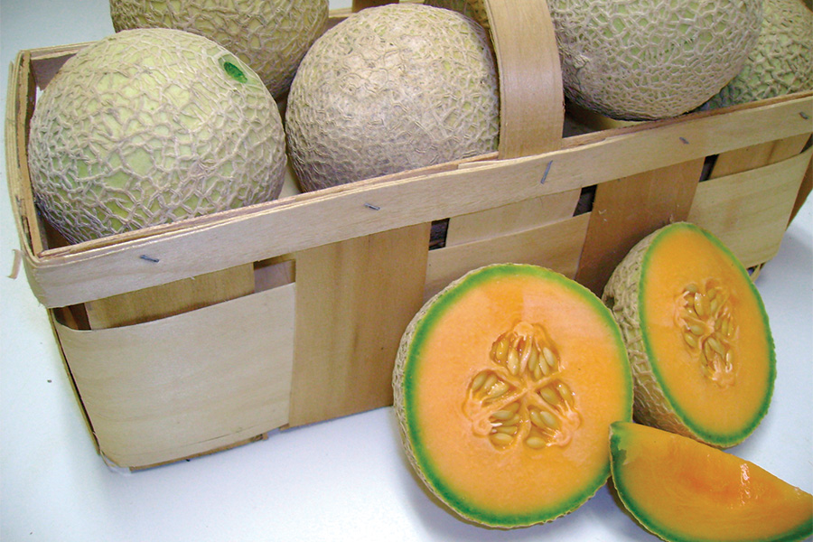 Sugar Cube | Personal Size | Melons | Products | Vegetables | Rupp Seeds