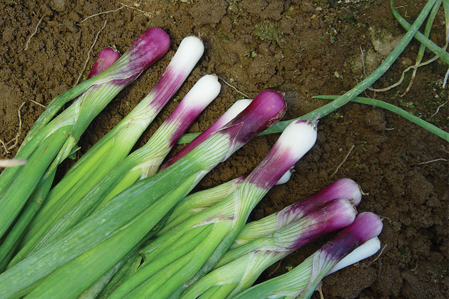 Red Bunching (DPS 3047) | Bunching | Onions | Products | Vegetables ...