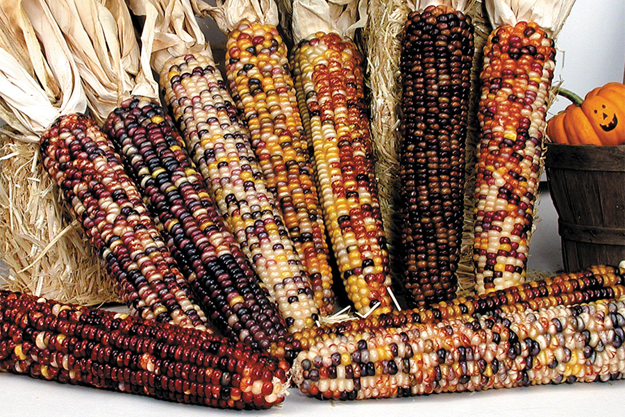 American Way | Ornamental Corn | Corn | Products | Vegetables | Rupp Seeds