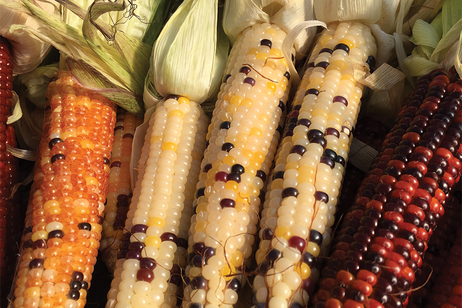 Firecracker | Ornamental Popcorn | Popcorn | Corn | Products ...