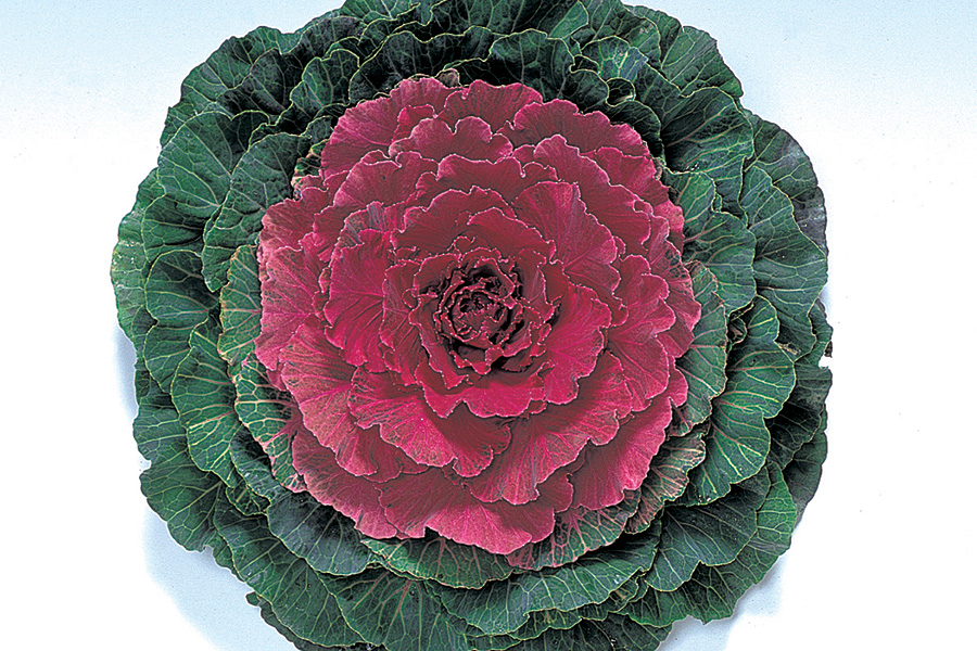 Pigeon Red Flowering Kale | Ornamental Flowering | Kale | Products ...