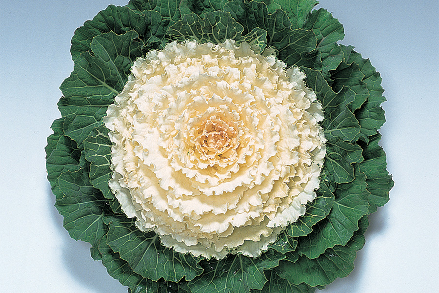 Pigeon White Flowering Kale | Ornamental Flowering | Kale | Products ...