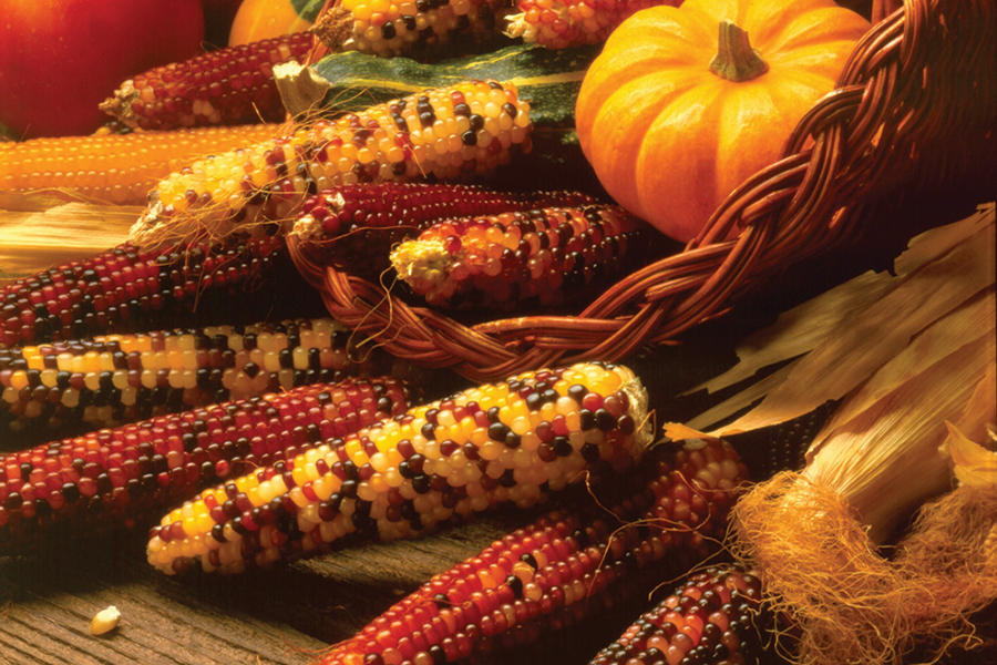 Little Indian | Ornamental Popcorn | Popcorn | Corn | Products ...