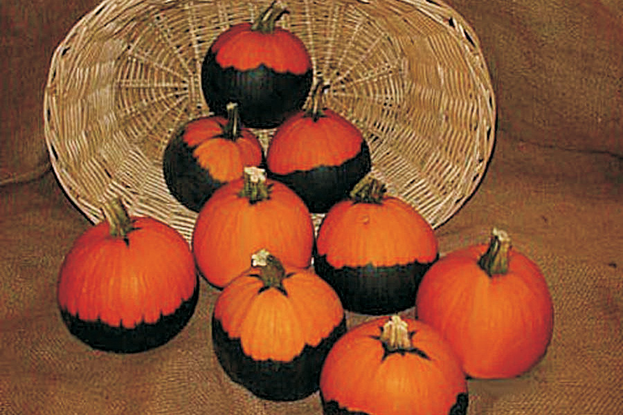Batwing Mix | Miniature | Pumpkins | Products | Vegetables | Rupp Seeds