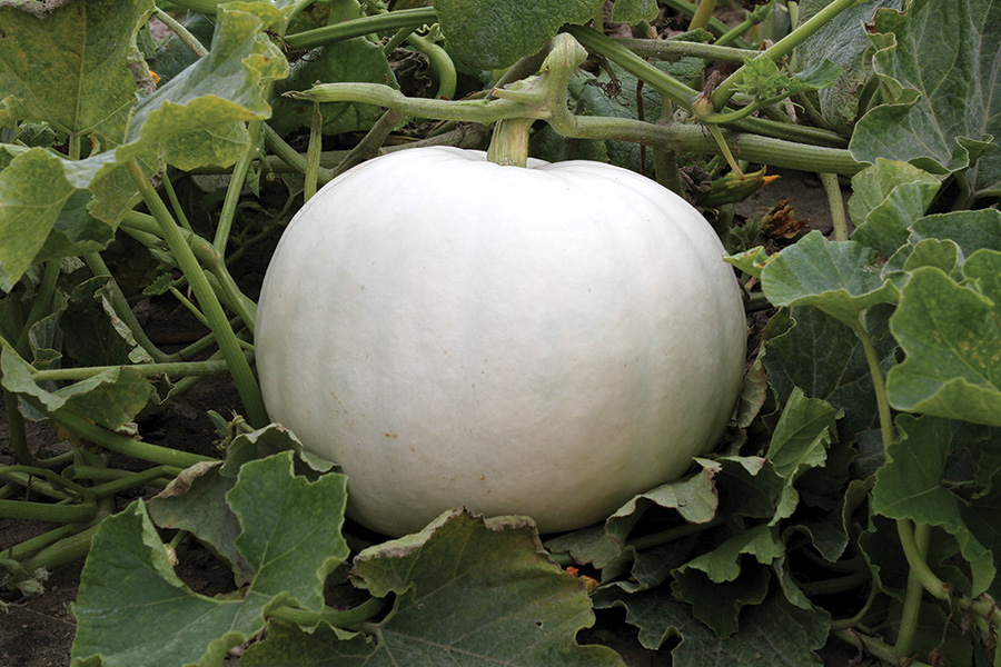 Crystal Star | White | Pumpkins | Products | Vegetables | Rupp Seeds