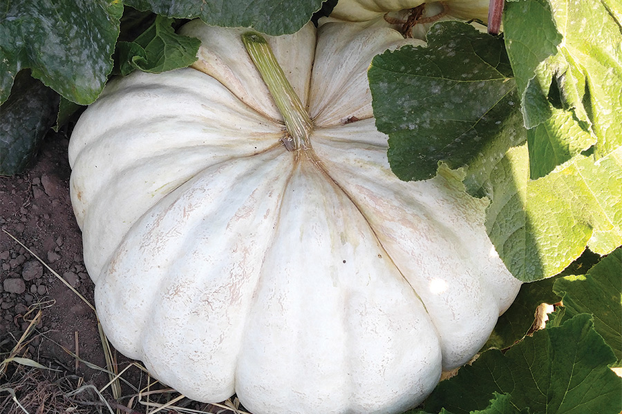 Flat Stacker | White | Pumpkins | Products | Vegetables | Rupp Seeds