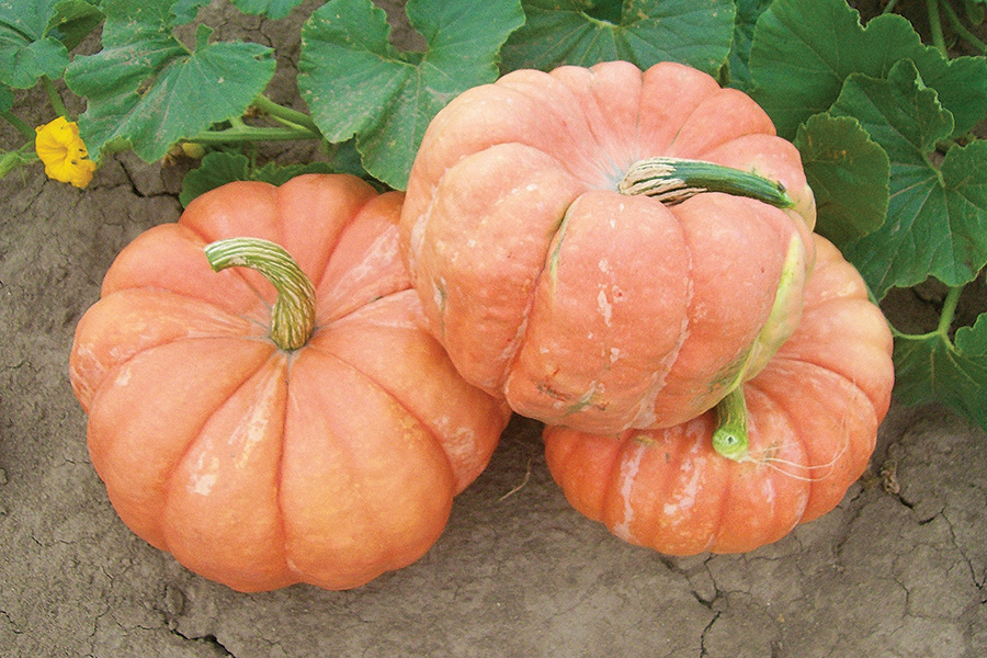 Indian Doll | Specialty | Pumpkins | Products | Vegetables | Rupp Seeds