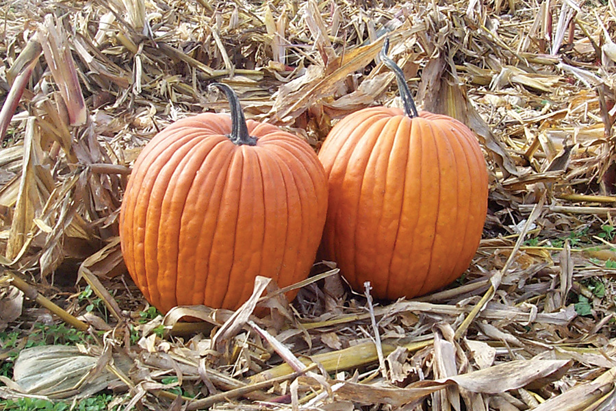 Ol Zeb's | Xtra Large | Pumpkins | Products | Vegetables | Rupp Seeds