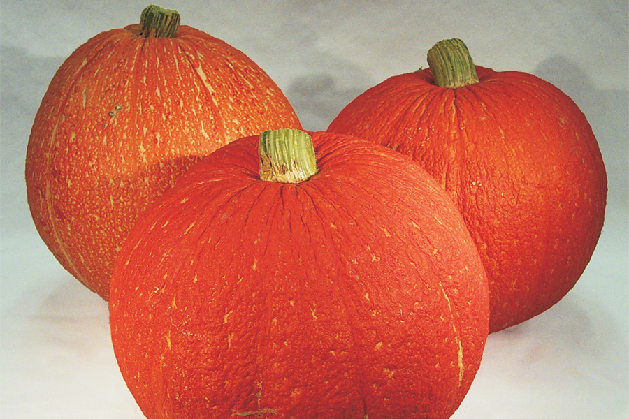 Red Eye | Specialty | Pumpkins | Products | Vegetables | Rupp Seeds