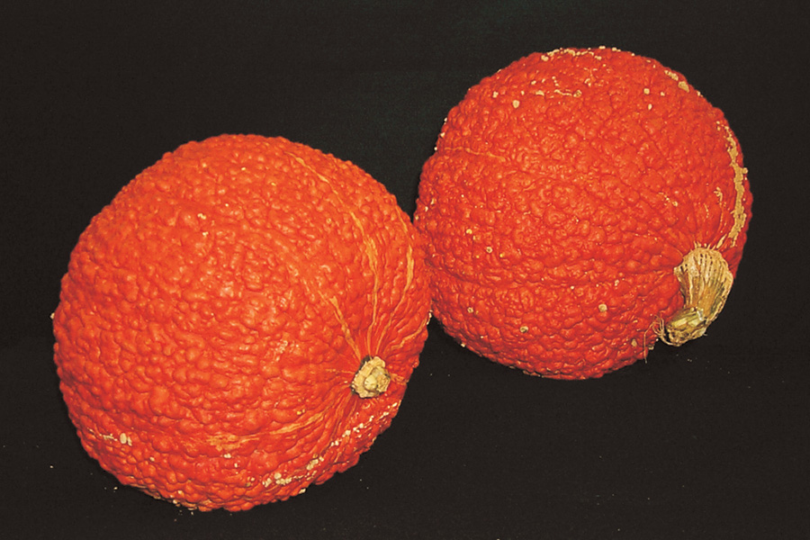 Red Warty Thing (Essex Turban) | Specialty | Pumpkins | Products ...