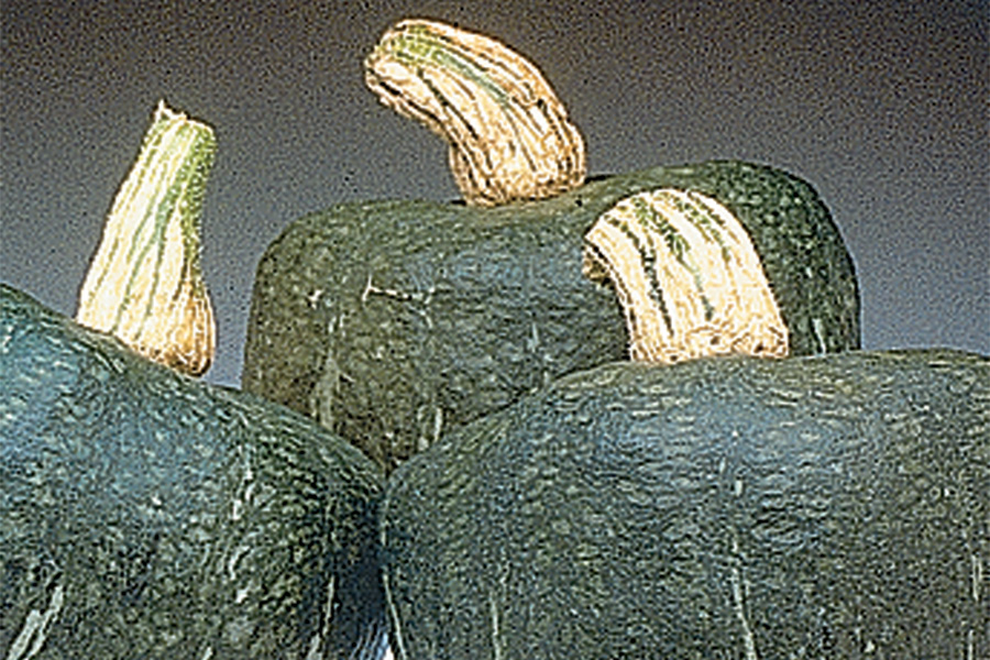 Autumn Cup | Winter Buttercup / Kabocha | Winter Squash | Squash ...