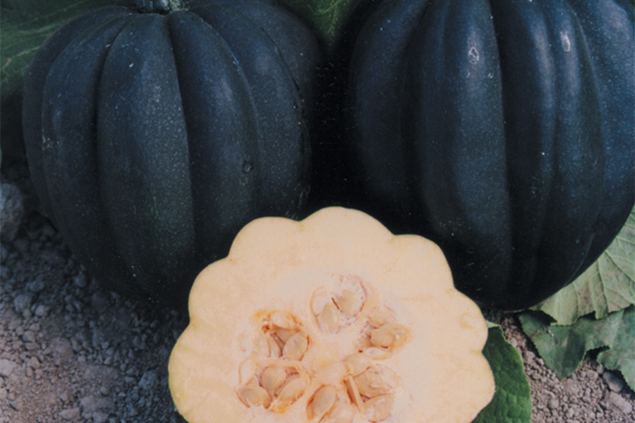 Autumn Delight | Winter Acorn | Winter Squash | Squash | Products ...