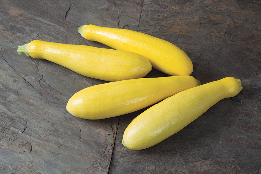 Grandprize | Summer Yellow | Summer Squash | Squash | Products ...