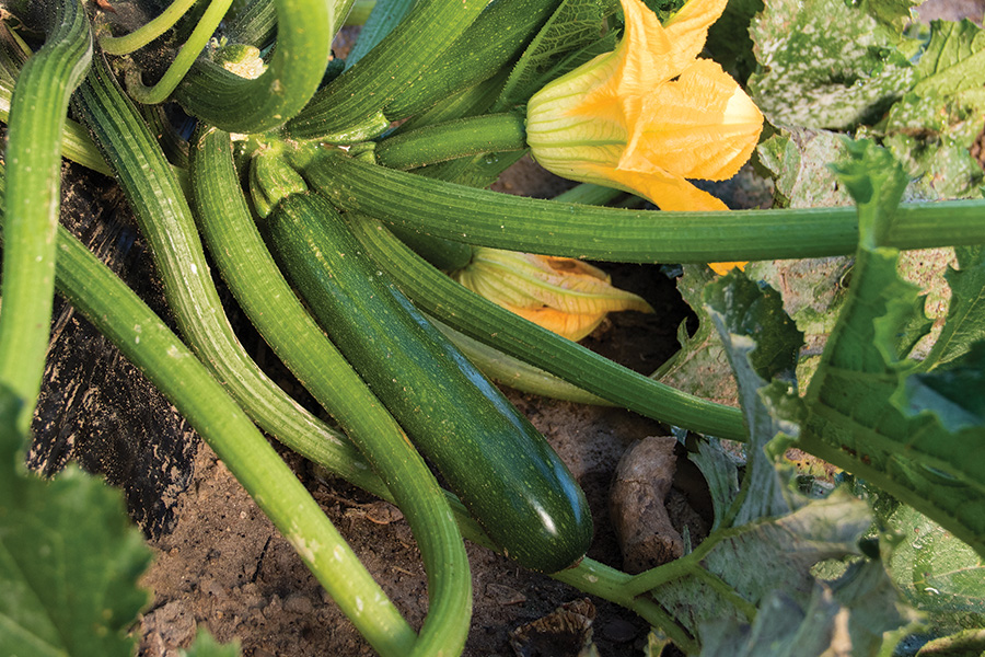 Green Machine | Summer Green | Summer Squash | Squash | Products ...