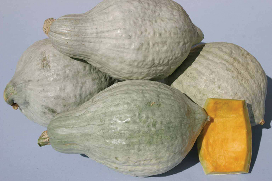 Heavenly Hubbard | Winter Hubbard | Winter Squash | Squash | Products ...