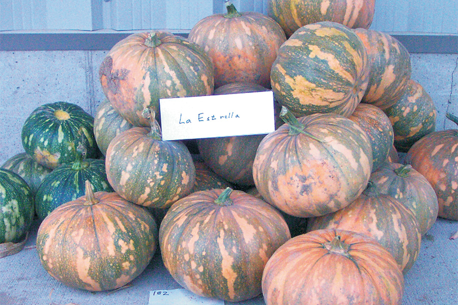 La Estrella | Winter Calabasa | Winter Squash | Squash | Products ...