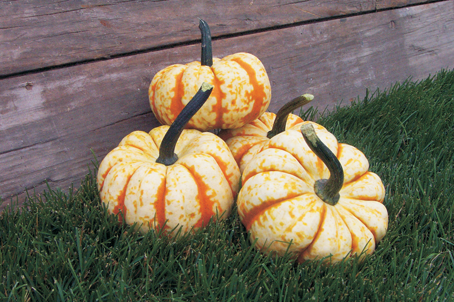 Sweet Lightning | Winter Delicata / Sweet Dumpling | Winter Squash ...