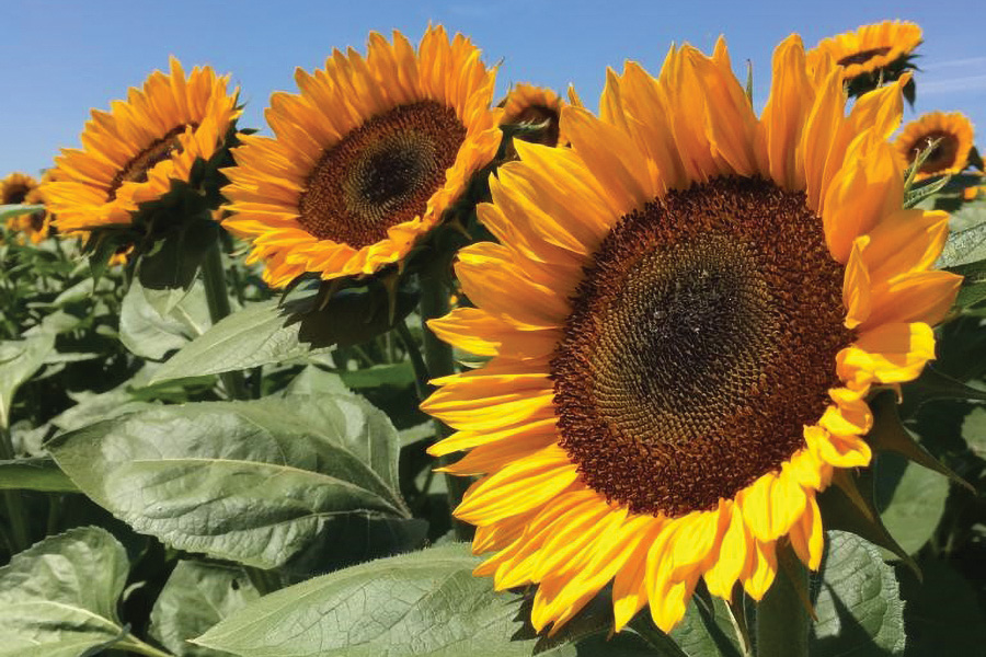 ProCut Horizon | Sunflowers | Products | Vegetables | Rupp Seeds