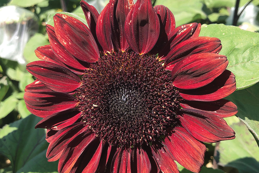 ProCut Red | Sunflowers | Products | Vegetables | Rupp Seeds