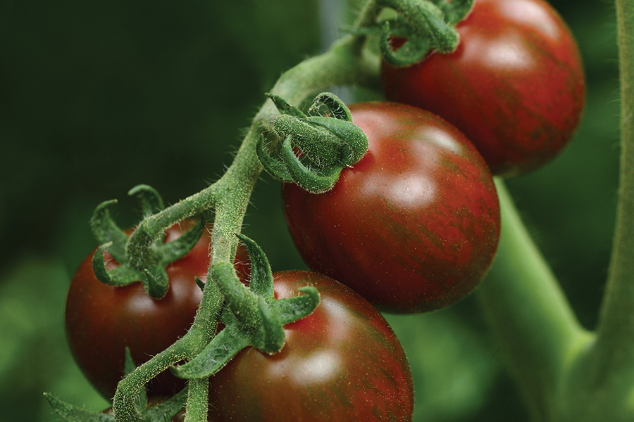 Chocolate Sprinkles | Cherry | Tomatoes | Products | Vegetables | Rupp ...