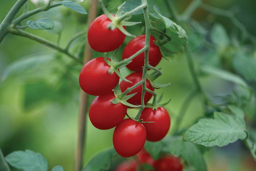 Ruby Crush | Cherry | Tomatoes | Products | Vegetables | Rupp Seeds