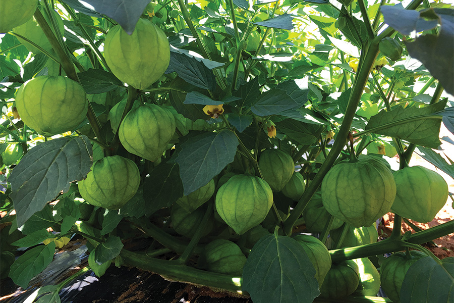 Super Verde | Tomatillos | Products | Vegetables | Rupp Seeds